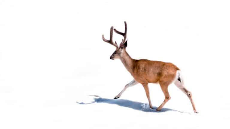 What Is Your Spirit Animal? The Ultimate Beginners Guide
